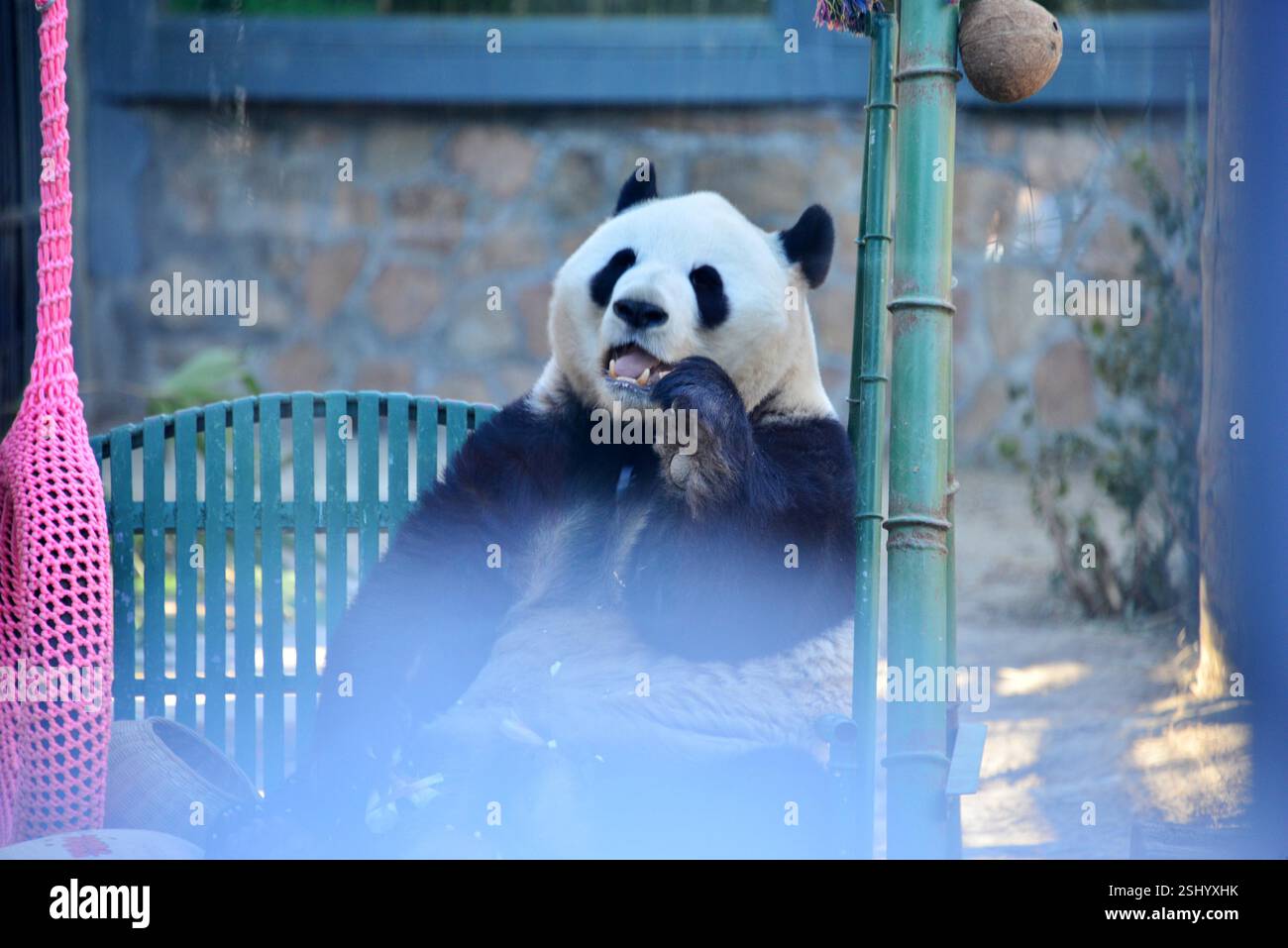 Giant panda Meng Lan enjoy winter time at Beijing Zoo, Beijing, China ...