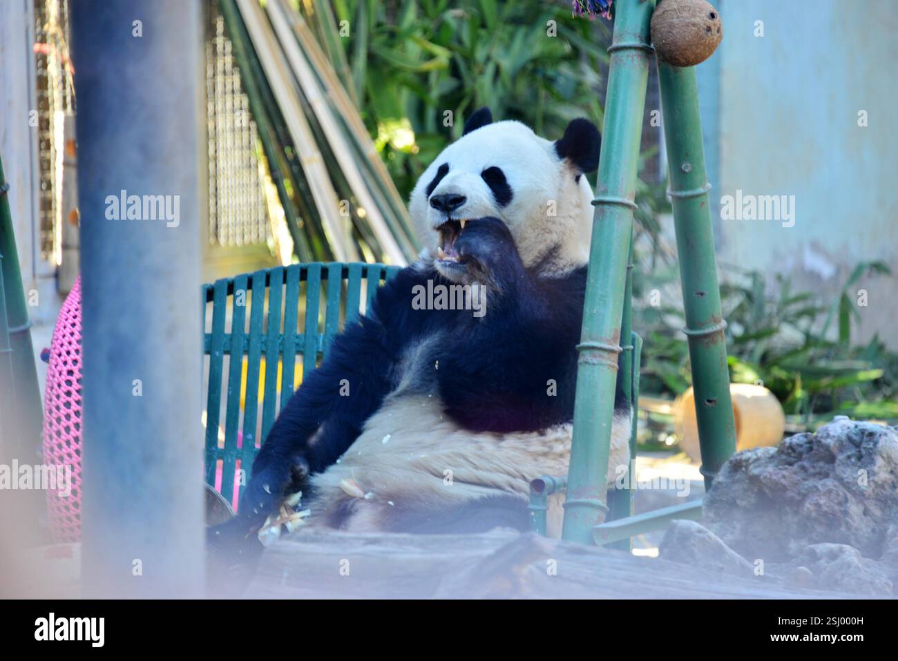 Giant panda Meng Lan enjoy winter time at Beijing Zoo, Beijing, China ...