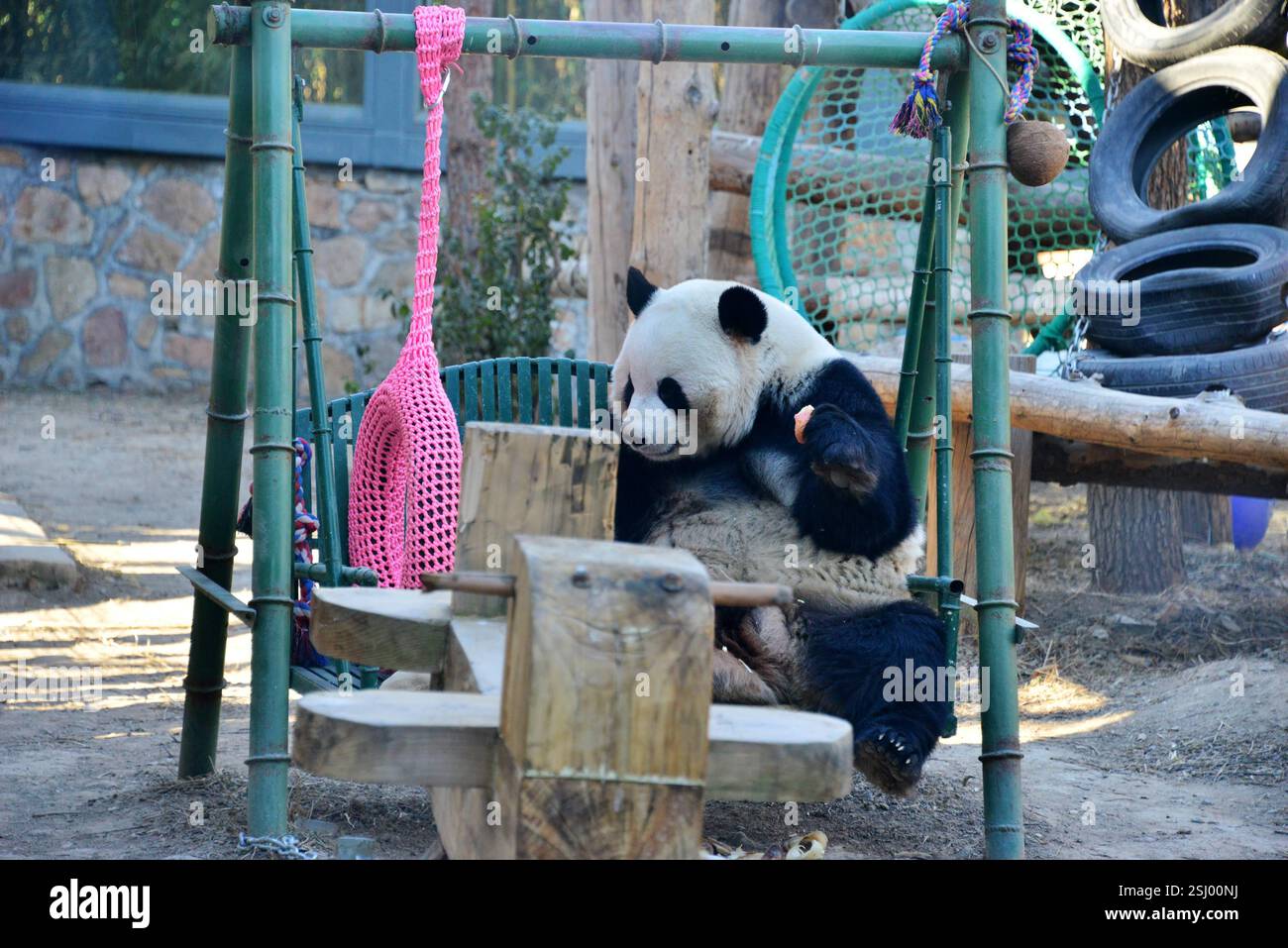 Giant panda Meng Lan enjoy winter time at Beijing Zoo, Beijing, China ...