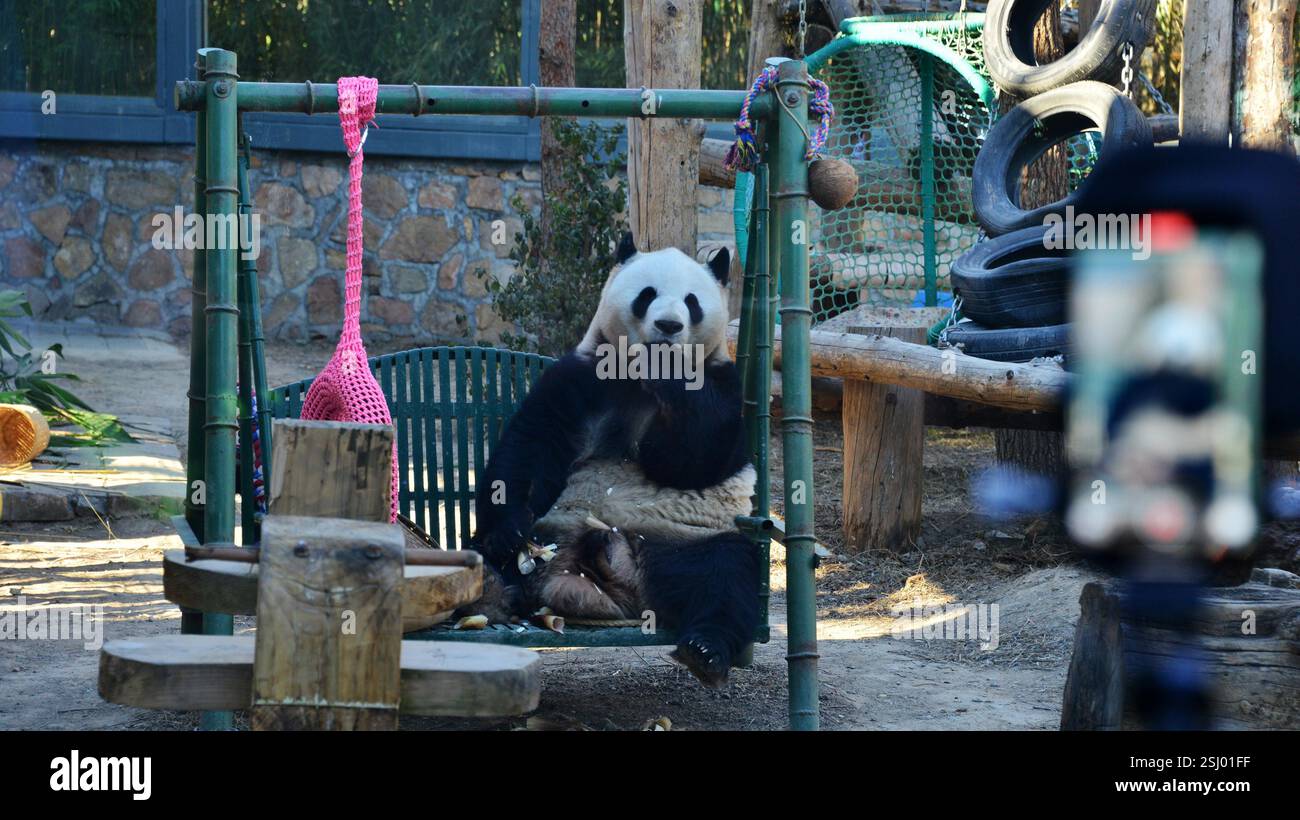 Giant panda Meng Lan enjoy winter time at Beijing Zoo, Beijing, China ...