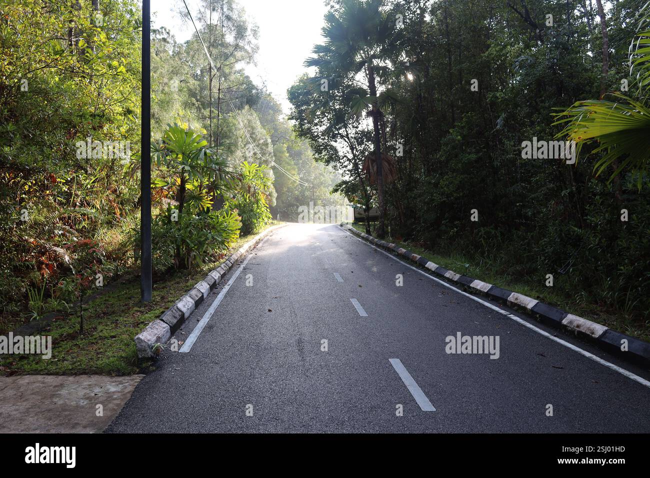 paved road through dense green tropical rain forest curving away to the ...