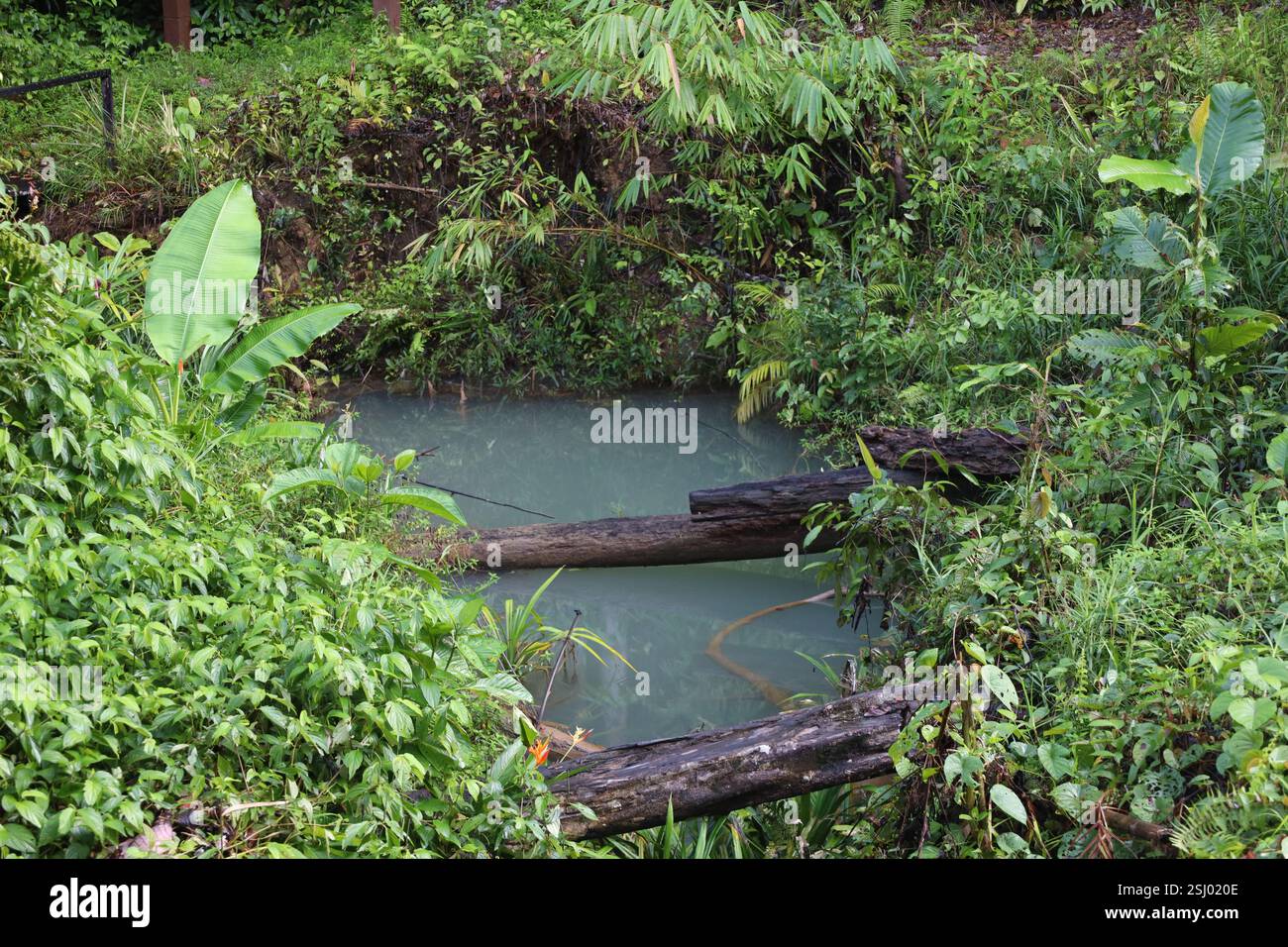 logs laid across a shallow creek (stream, river) in dense green ...