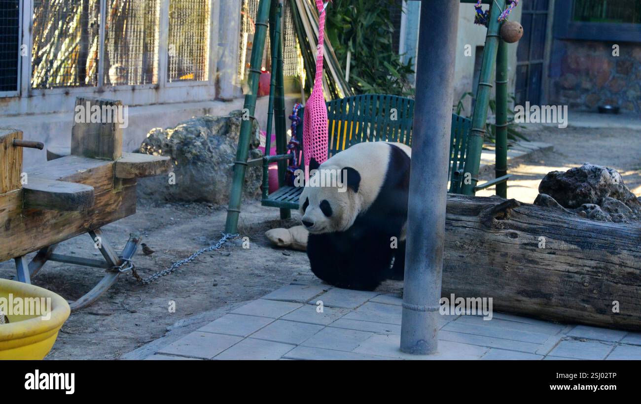 Giant panda Meng Lan enjoy winter time at Beijing Zoo, Beijing, China ...