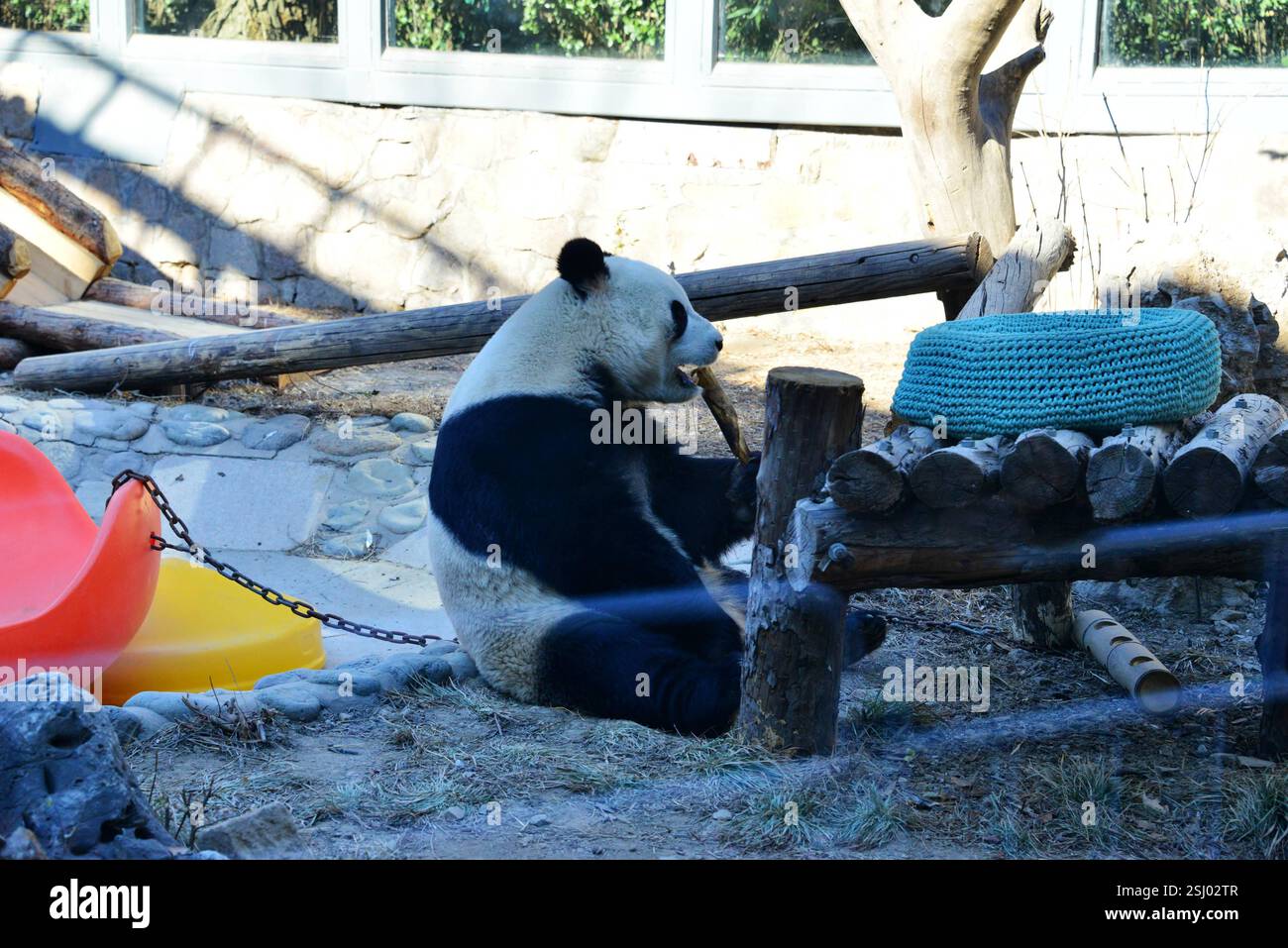 Giant panda Meng Lan enjoy winter time at Beijing Zoo, Beijing, China ...