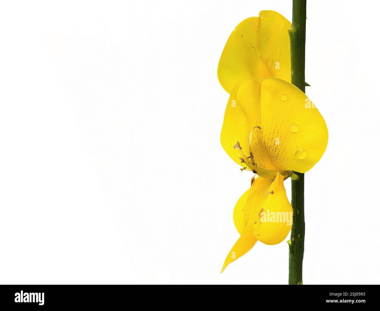 Botanical text on plant Cut Out Stock Images & Pictures - Alamy