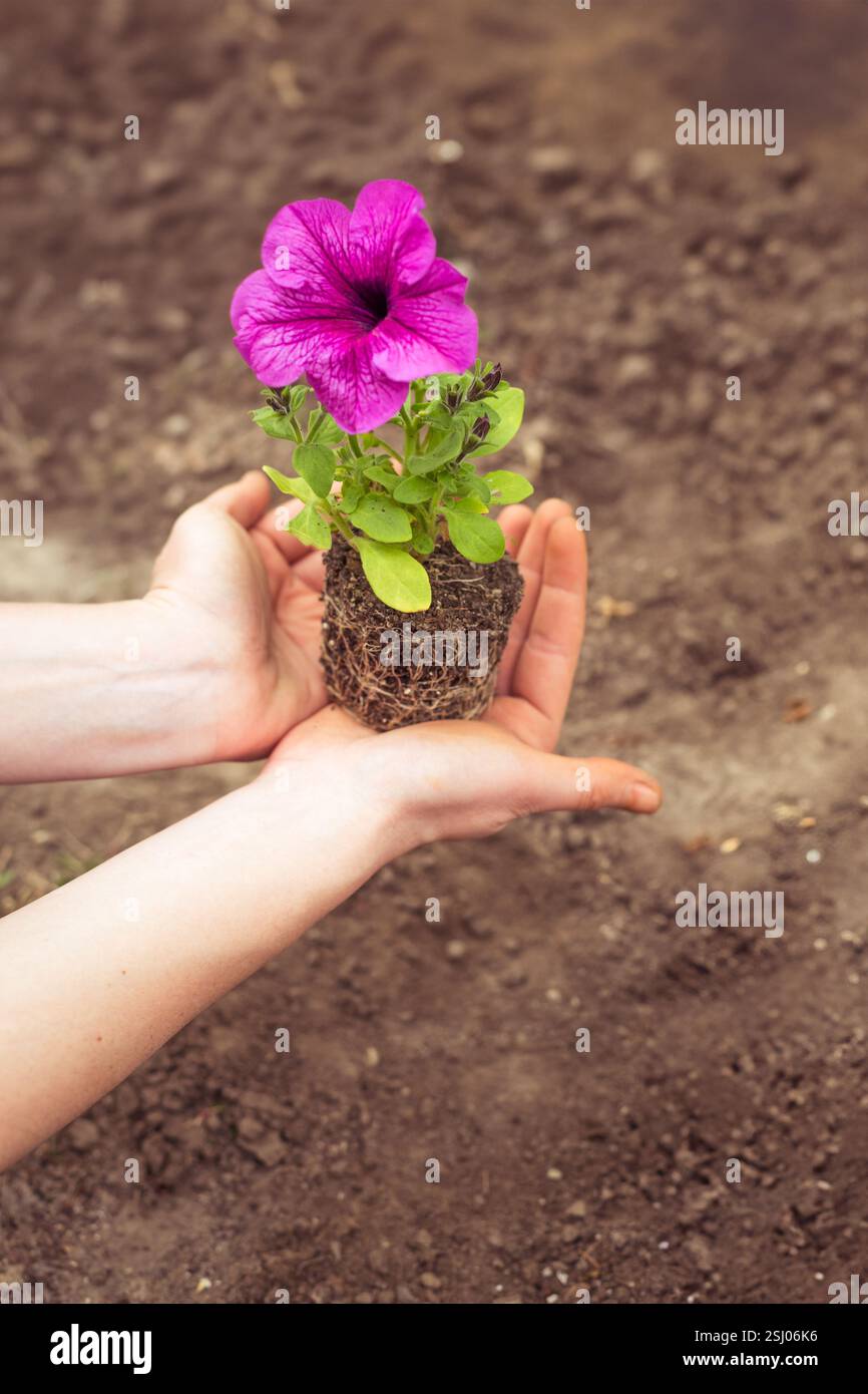 Flower (petunia seedling) with closed root system in the hands of man ...