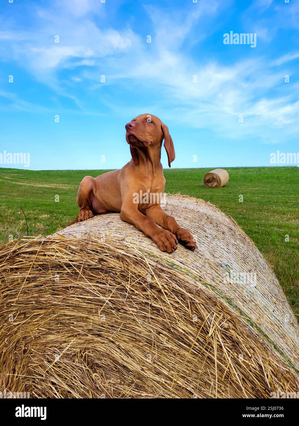 Puppy of Hungarian Hound hunter lying on a stack of straw and sniffing ...