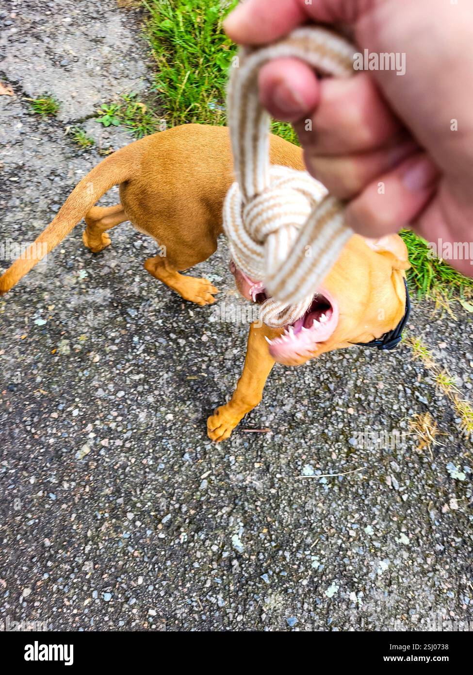 Furious Viszla puppy with bared teeth biting a toy held in a person's ...