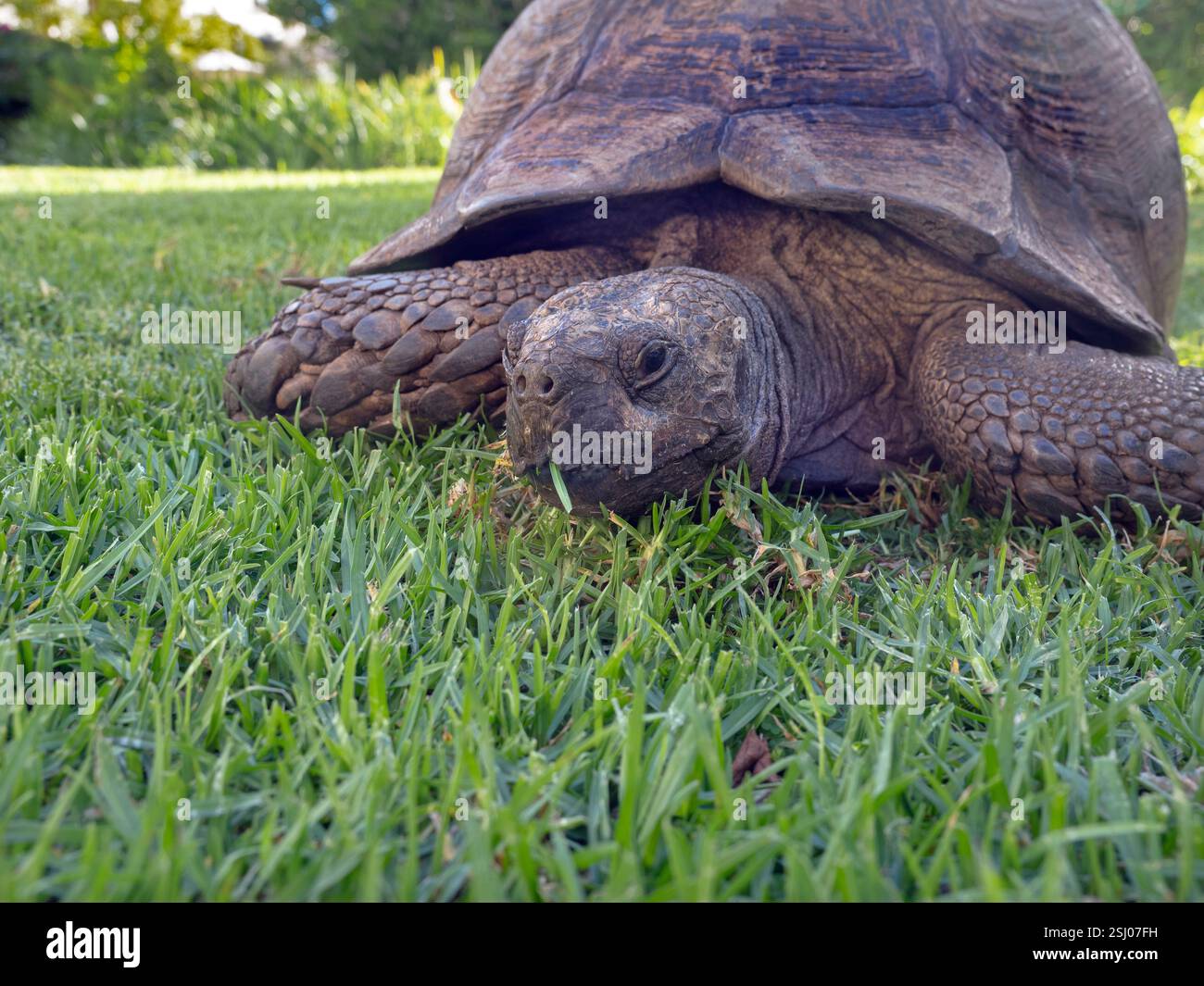 Leopard tortoise Stigmochelys pardalis Stock Photo - Alamy