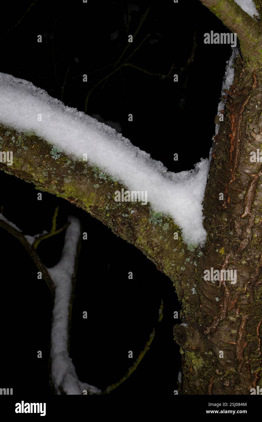 snow structure on the branch of a fruit tree - winter in the garden in ...
