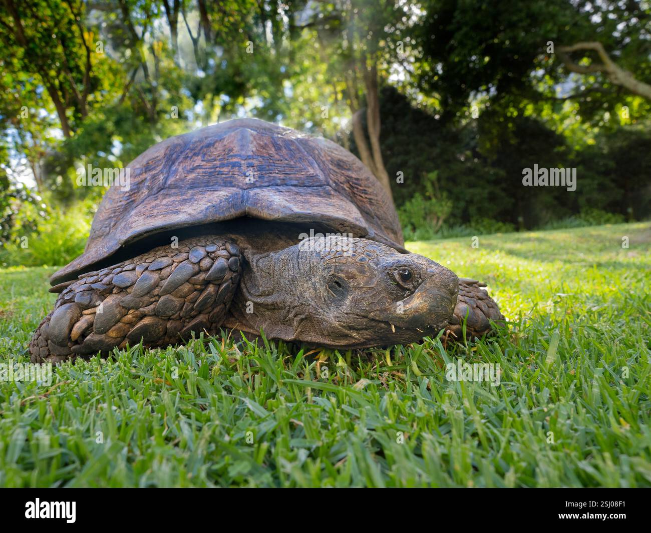Leopard tortoise Stigmochelys pardalis Stock Photo - Alamy