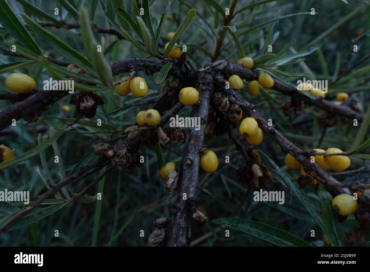 Close-up of a sea buckthorn plant with clusters of ripe yellow berries ...
