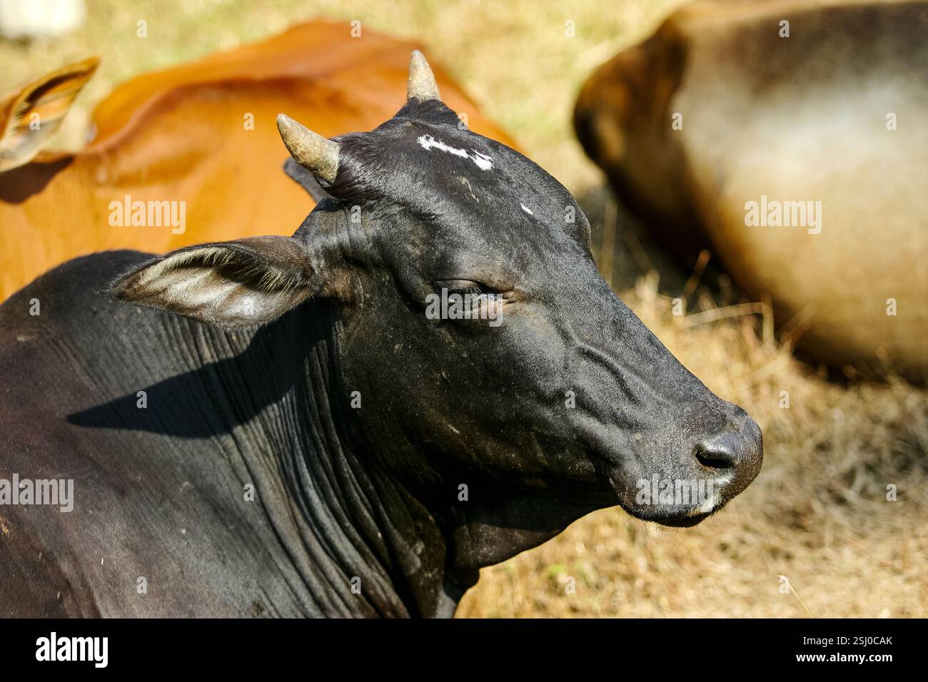 Cows in a field in Goa, India Stock Photo - Alamy