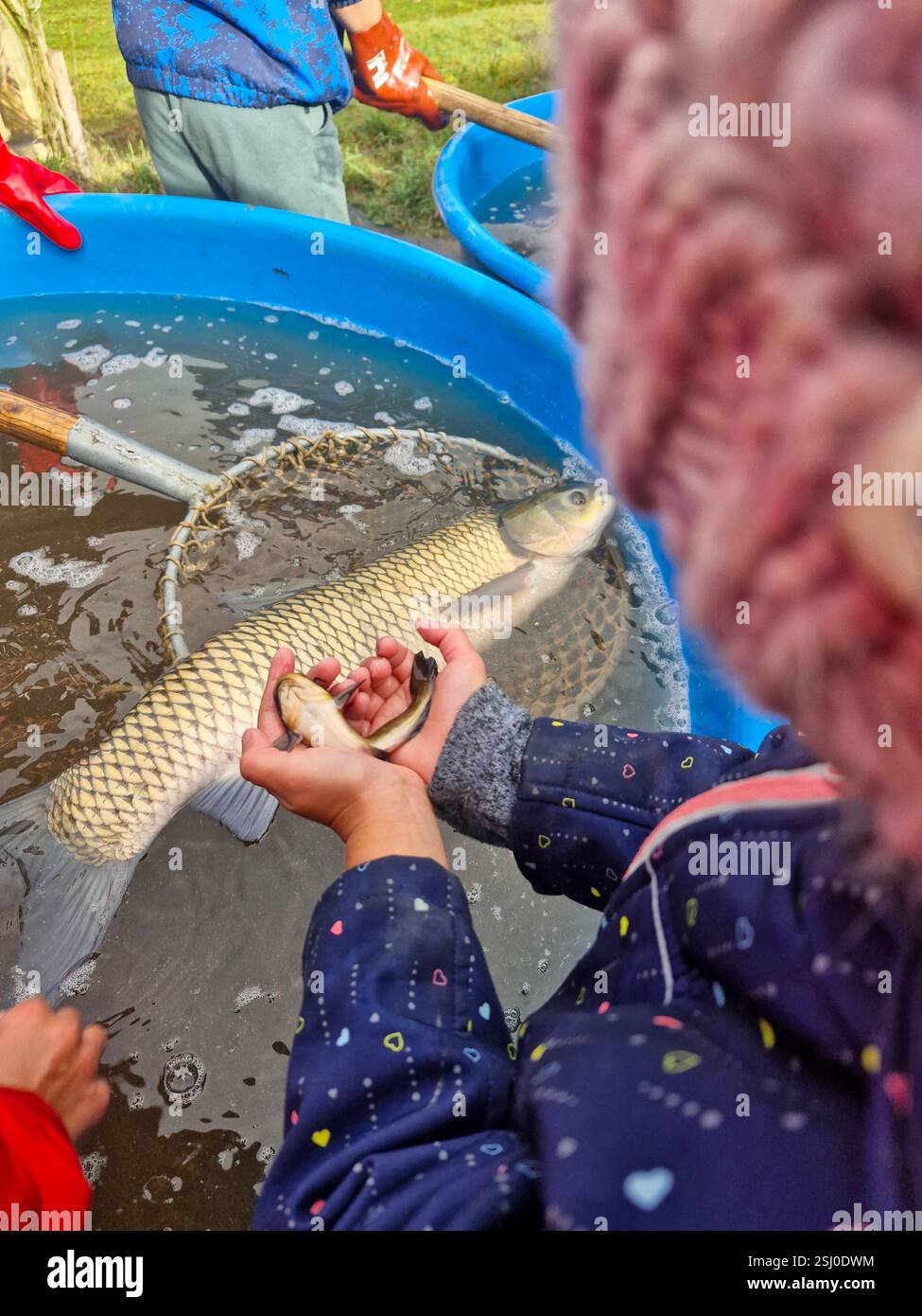 children's hands holding a small fish above a tub of caught fish during ...