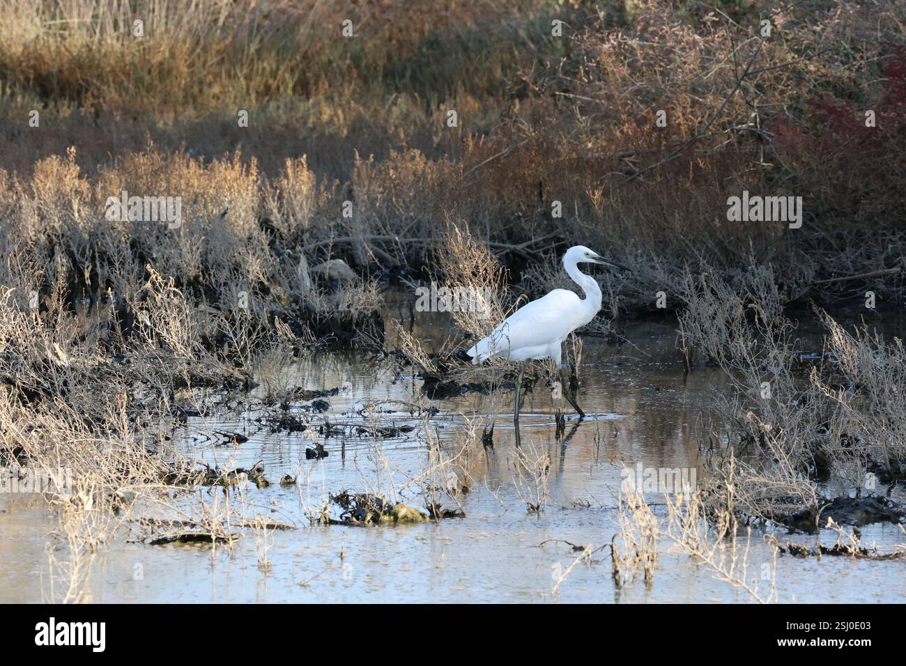 White heron walking in the wetlands of Divjaka National Park in Albania ...