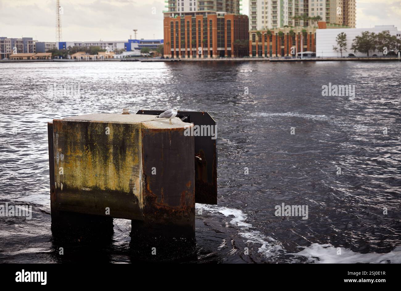 Seagull on the metal construction next to the jetty with contaminated ...