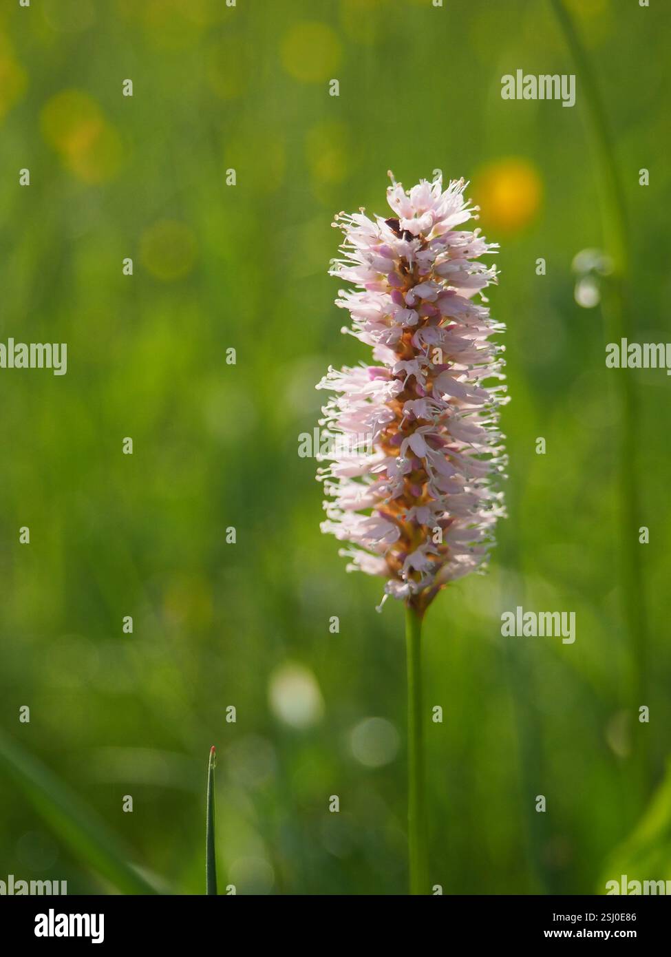 Red snakeroot, meadow flower of the Eagle Mountains, Bisorta major ...