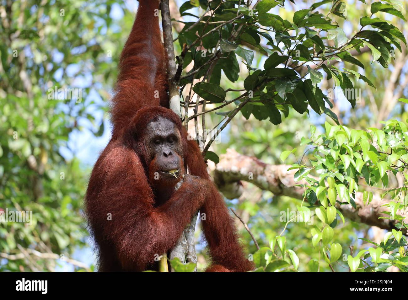 large male orangutan hanging from a thick tree branch in tropical ...