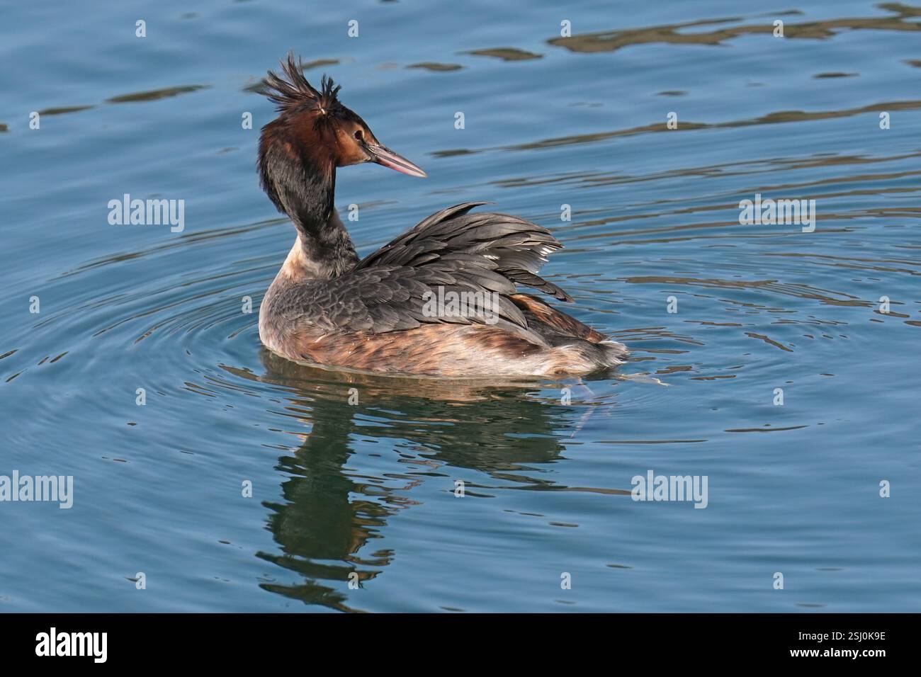 great crested grebe in a little lake during morning toilet, Podiceps ...