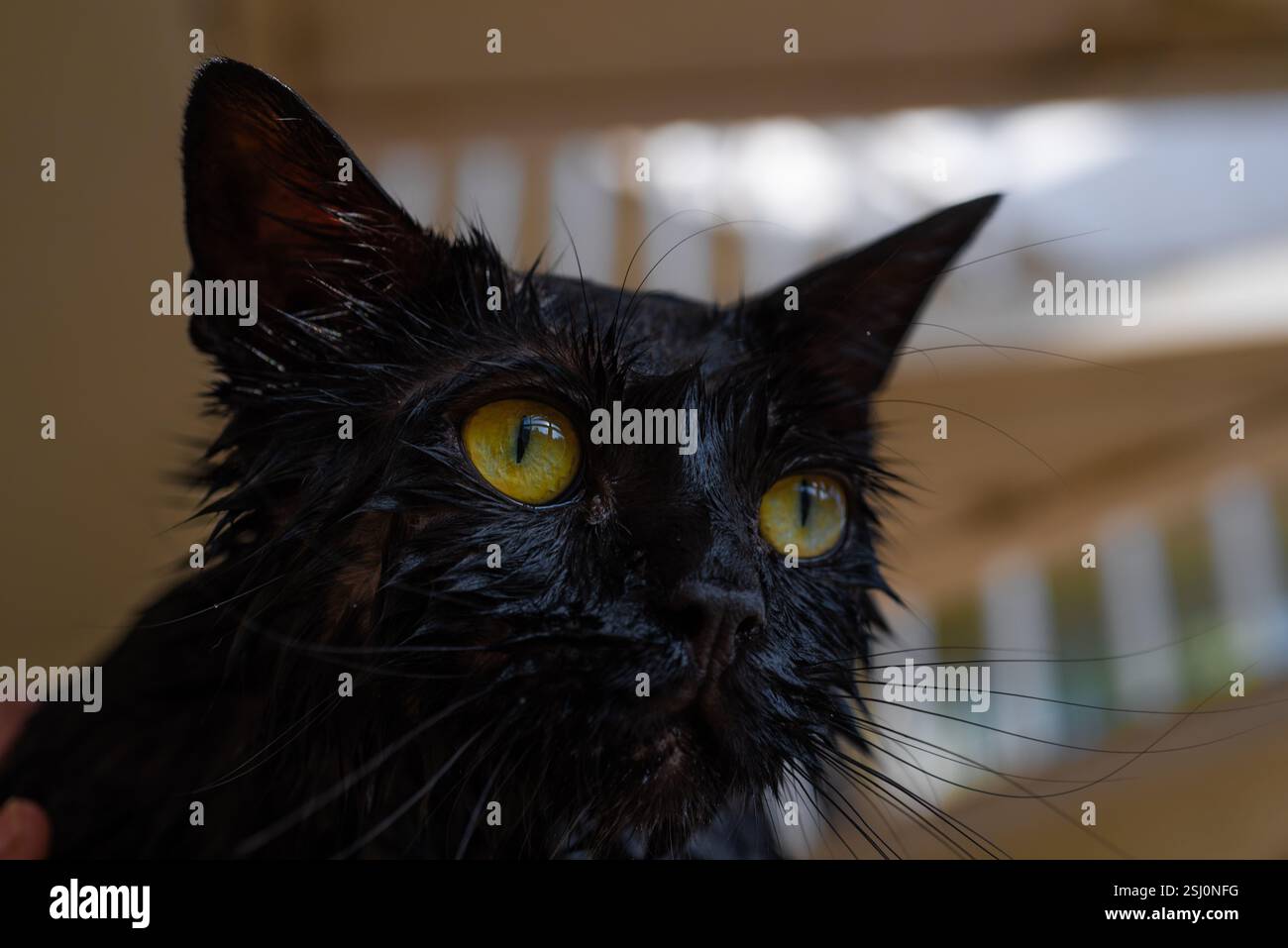 Angry black cat soaked and wet after bath, looking displeased and upset ...
