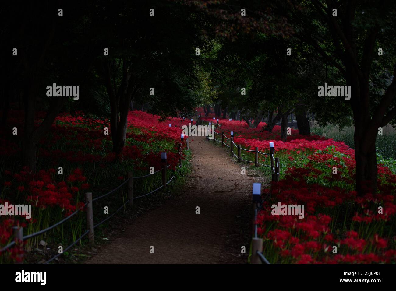 a garden in a forest full of Red spider lily in South Korea Stock Photo ...