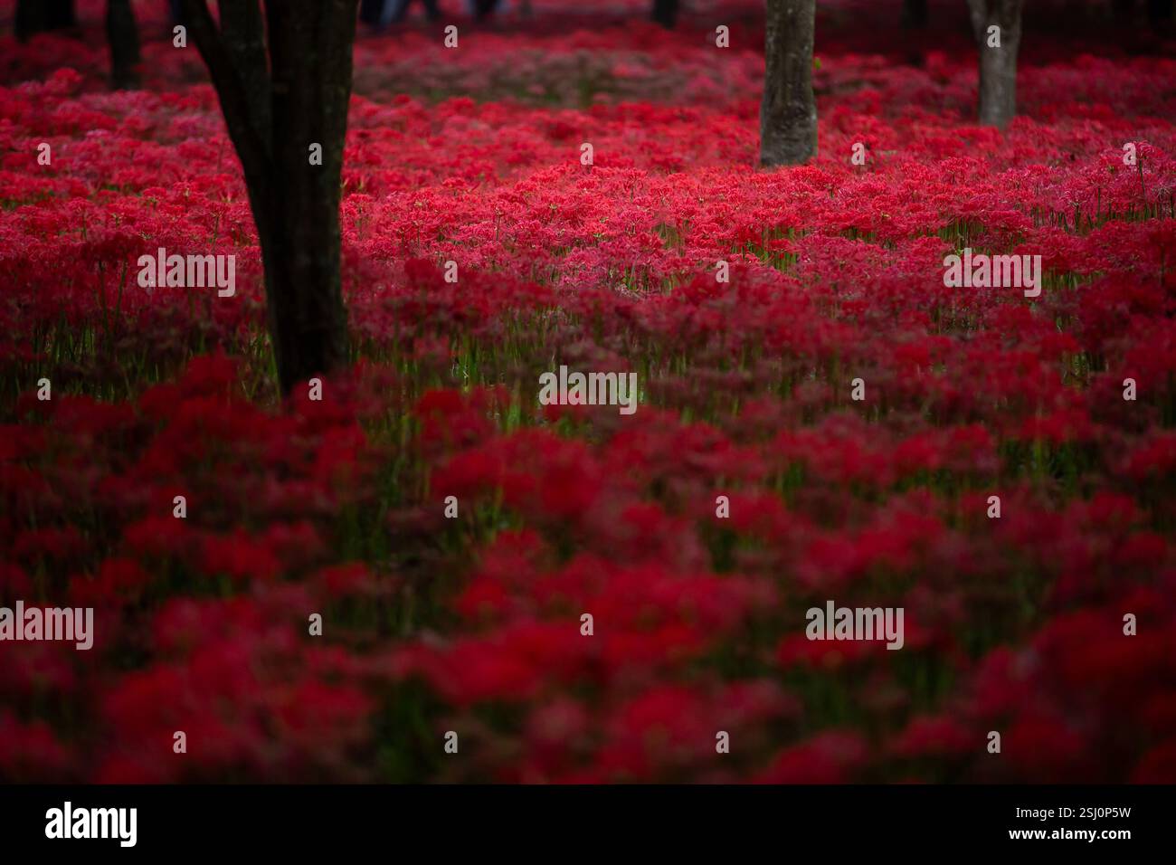 a garden in a forest full of Red spider lily in South Korea Stock Photo ...