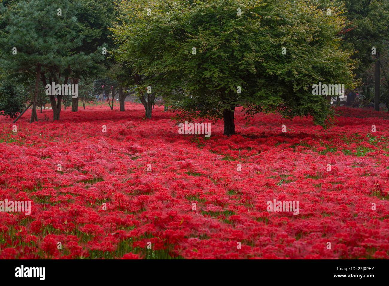 a garden in a forest full of Red spider lily in South Korea Stock Photo ...