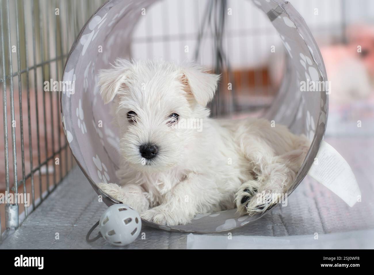 Cute white miniature schnauzer puppy posing in a toy tunnel Stock Photo ...