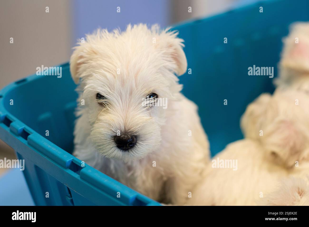 A small scared white puppy's first time at vet's Stock Photo - Alamy