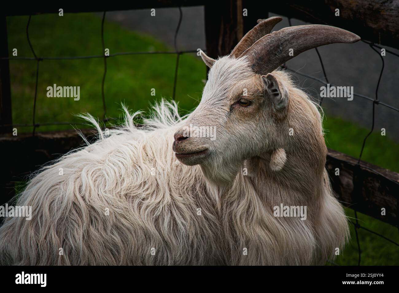 Side view of a long haired goat Stock Photo - Alamy