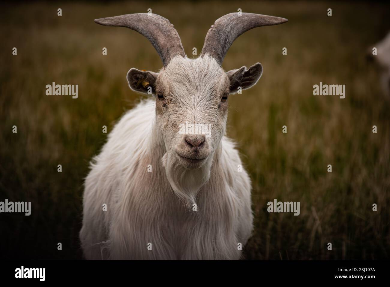 Front view of a long haired goat Stock Photo - Alamy