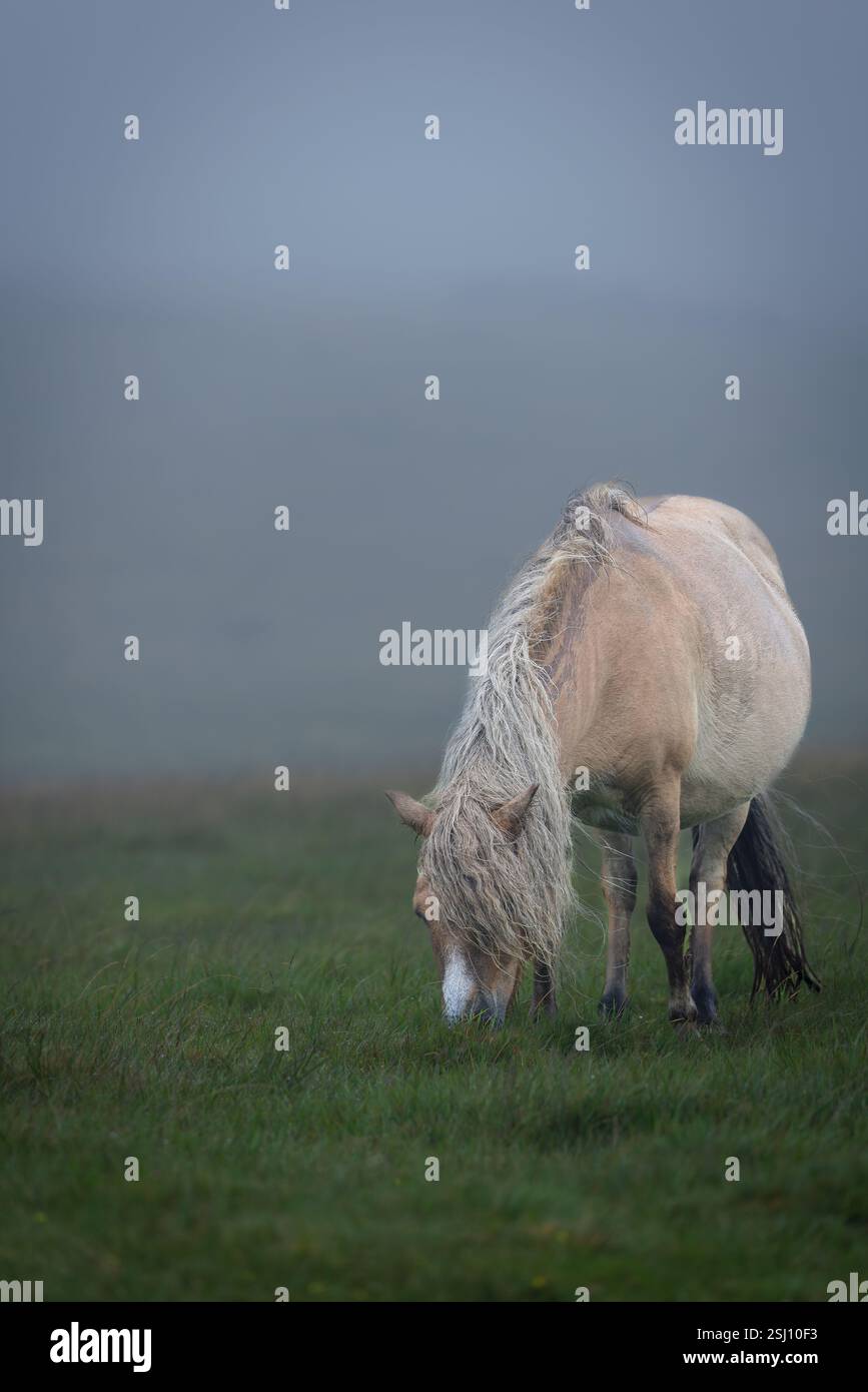 Dartmoor pony grazing on a foggy and rainy day in Darmoor national park ...