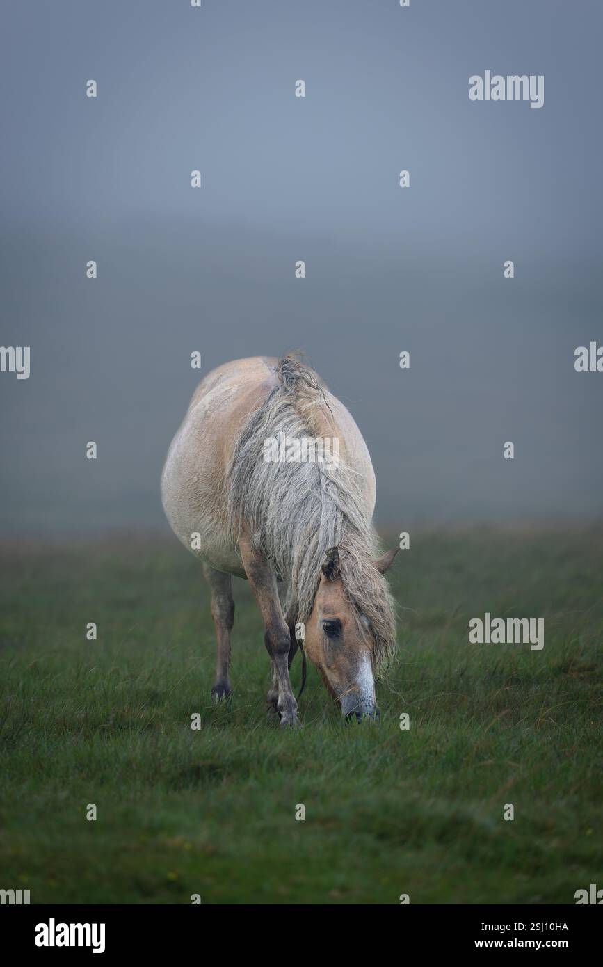 Dartmoor pony grazing on a foggy and rainy day in Darmoor national park ...