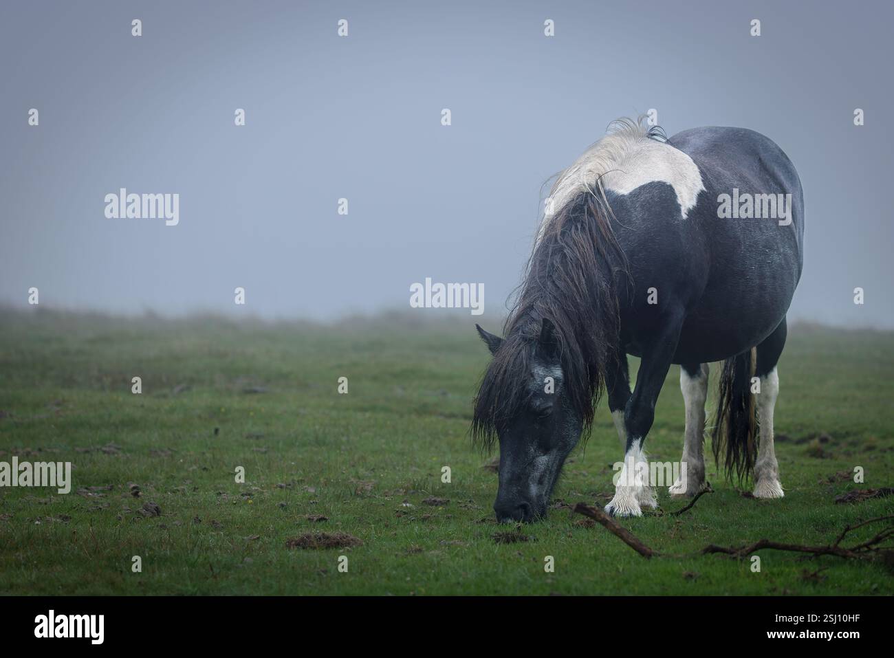 Dartmoor pony grazing on a foggy and rainy day in Darmoor national park ...