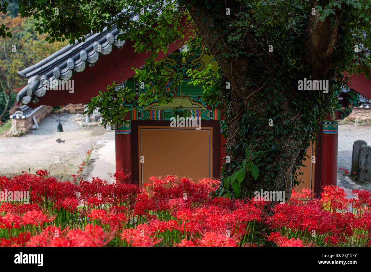 a garden in a forest full of Red spider lily in South Korea Stock Photo ...