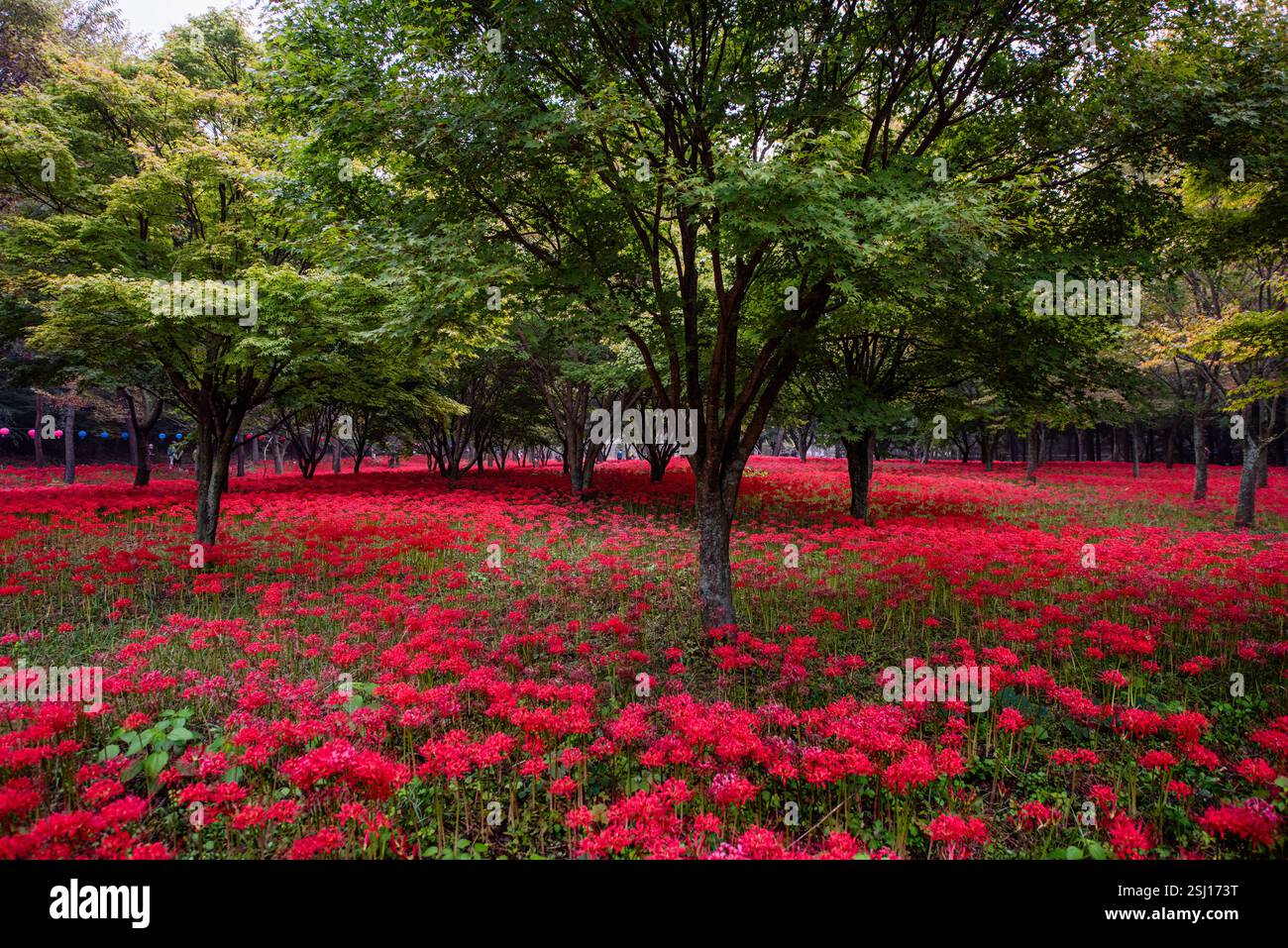 a garden in a forest full of Red spider lily in South Korea Stock Photo ...