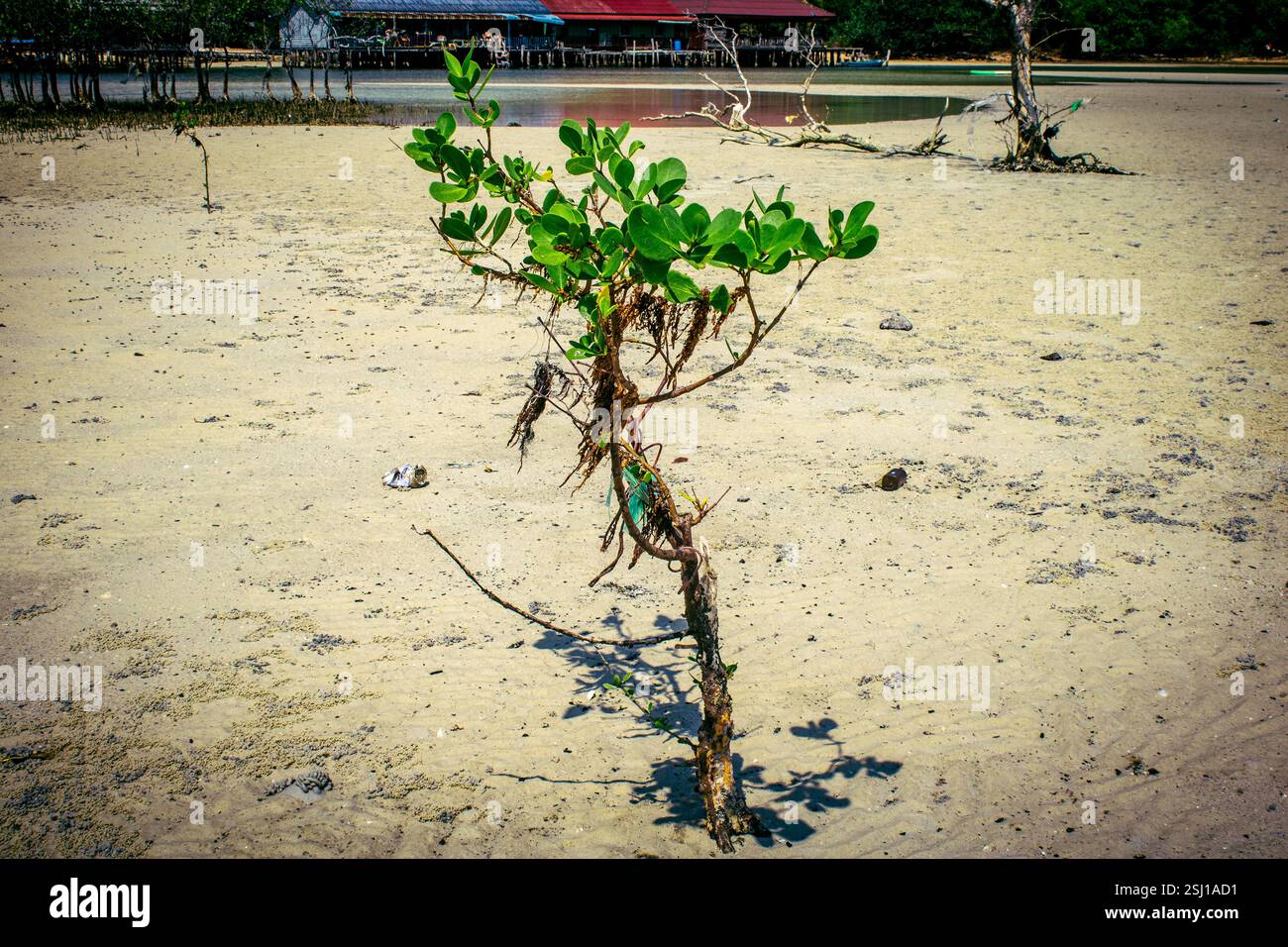 Preak Svay, Koh Rong Island, Cambodia, February 6, 2025 Daily life in ...