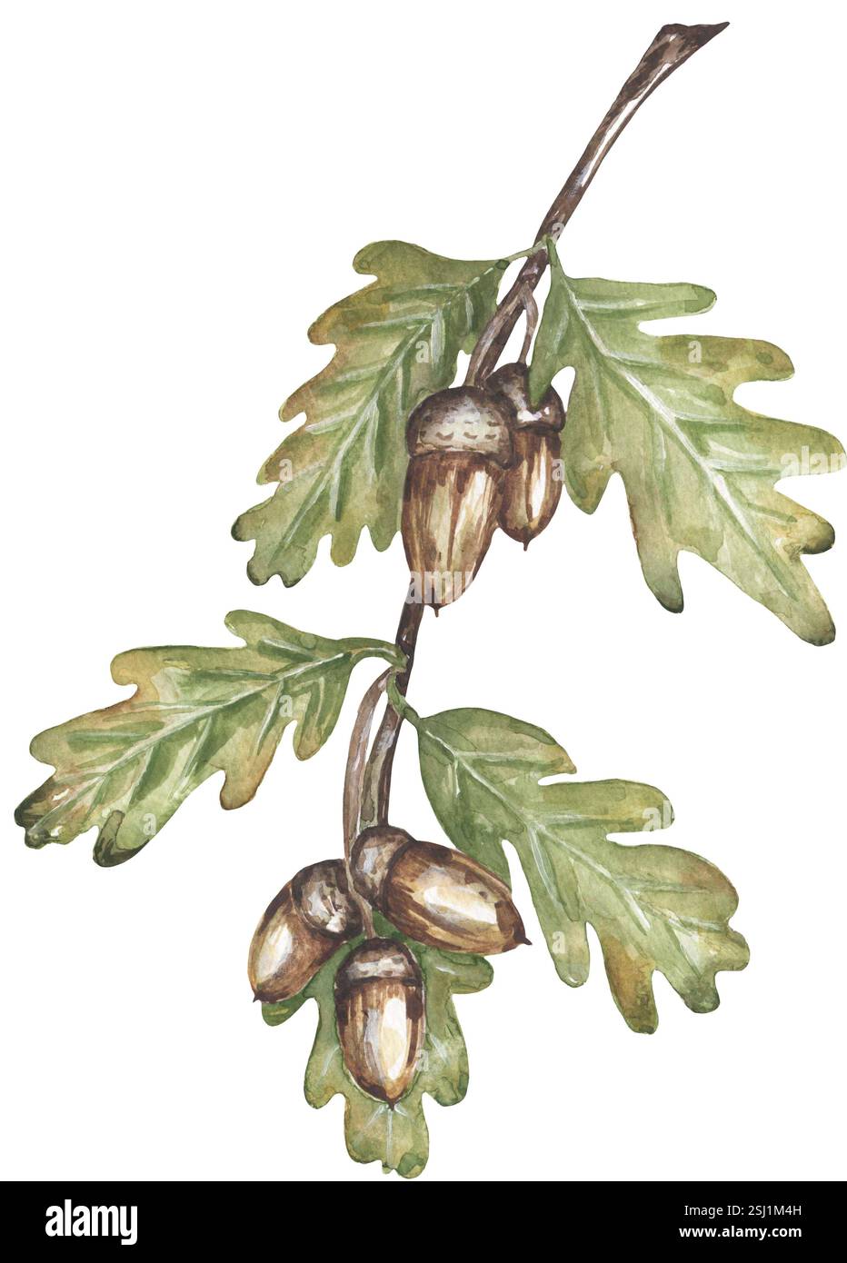Watercolor botanical acorn branch illustration, graphic hand drawn ...
