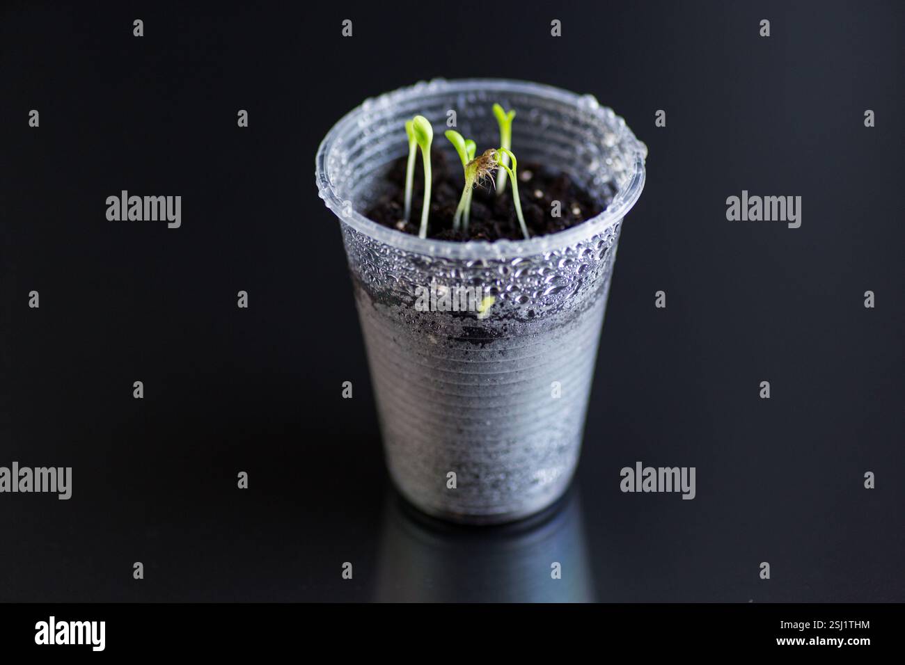 Young sprouts in a plastic cup with soil Stock Photo - Alamy