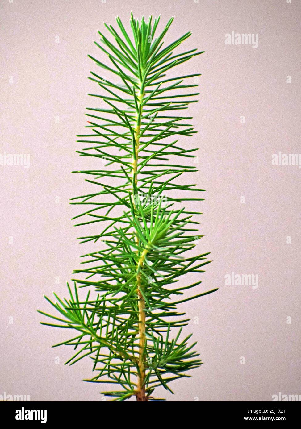 Little Pine Tree Sprout Conifer Green Leaves. Seedling Stock Photo - Alamy