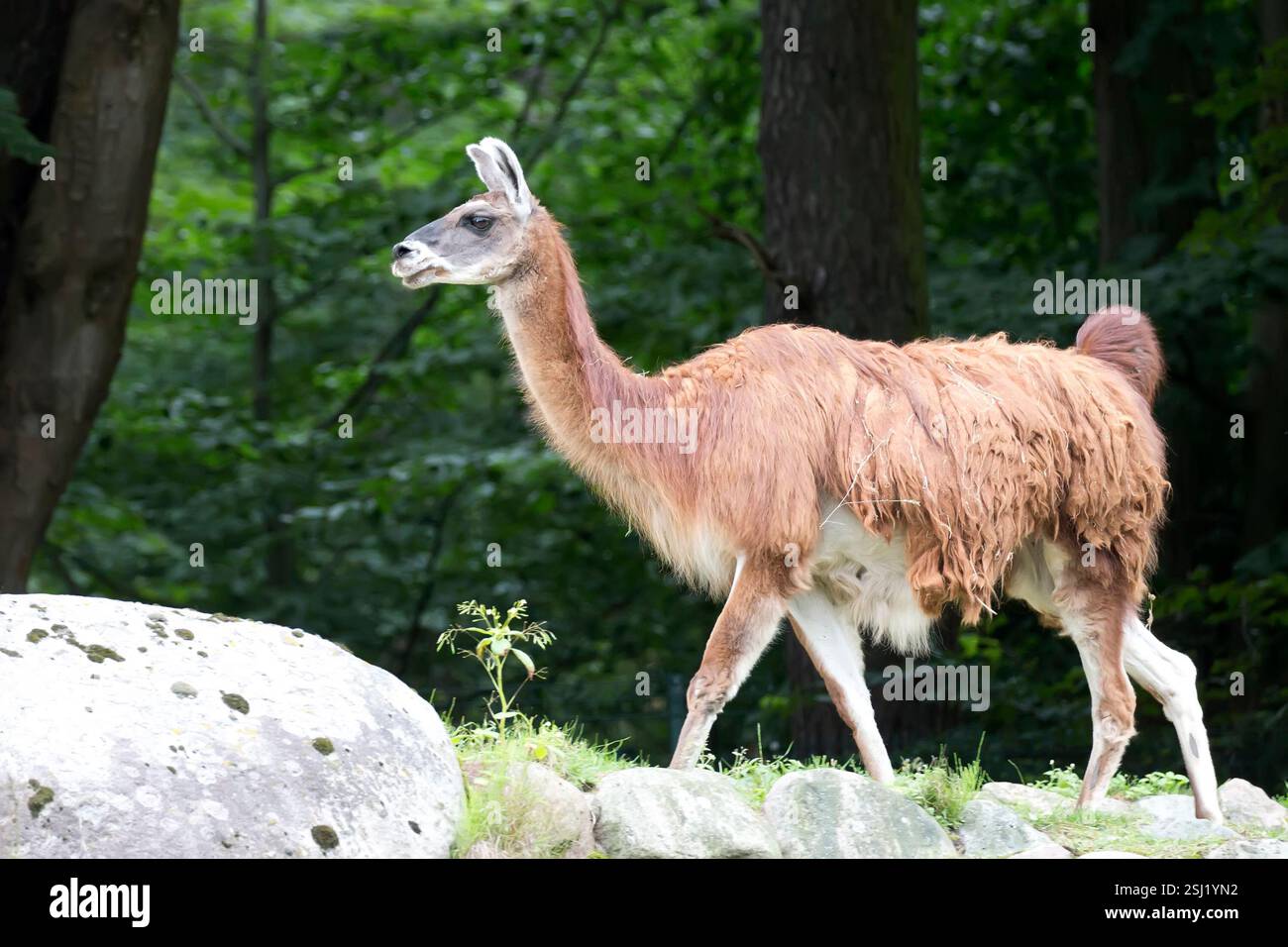 Lama on a hill in the run Stock Photo - Alamy