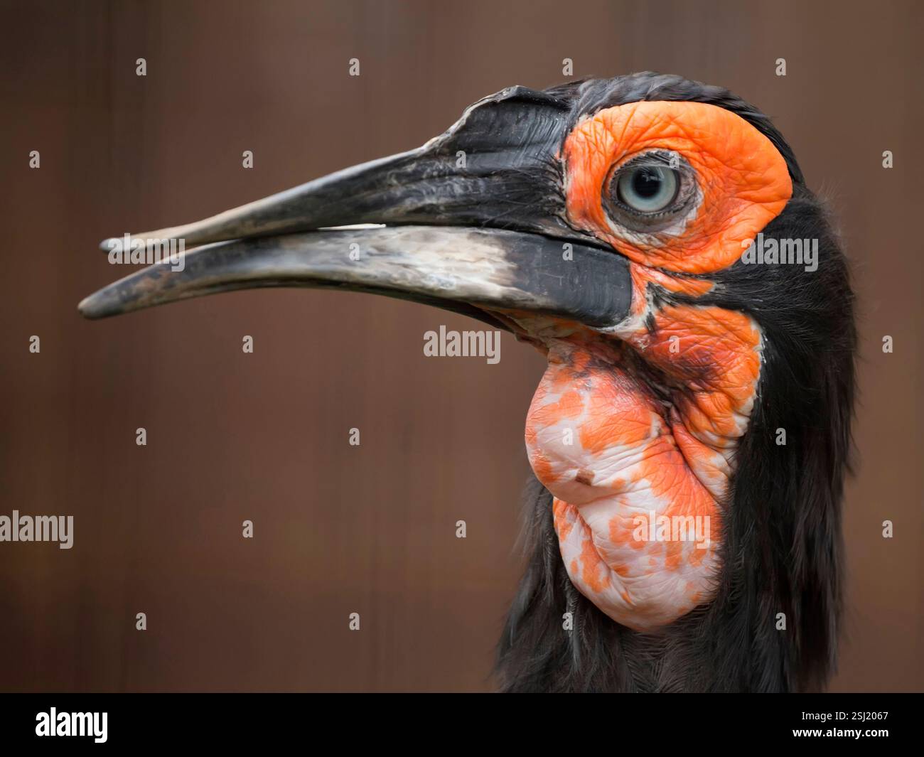 Southern ground hornbill a close up portrait Stock Photo - Alamy