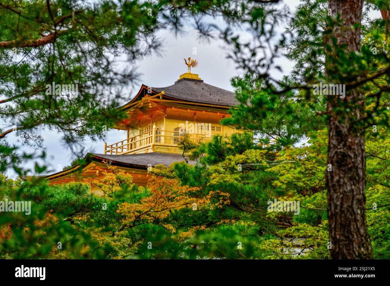 The Temple of the Golden Pavilion, Kinkakuji Temple in Kyoto, Japan ...