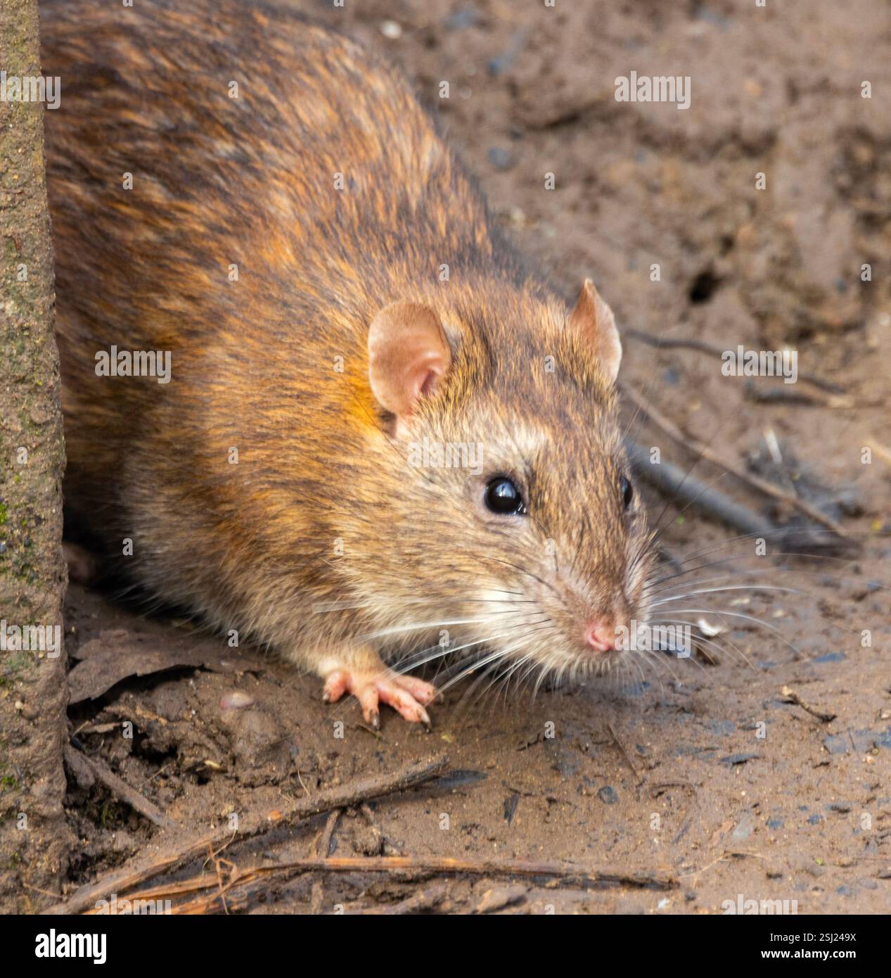 The Brown or Sewer Rat has its origins in Northern China but has spread ...