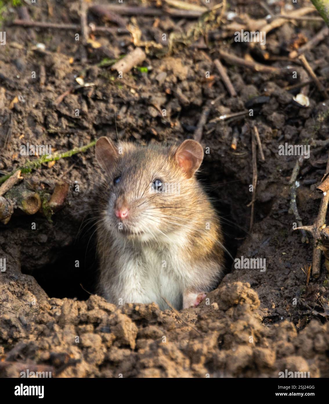 The Brown or Sewer Rat has its origins in Northern China but has spread ...