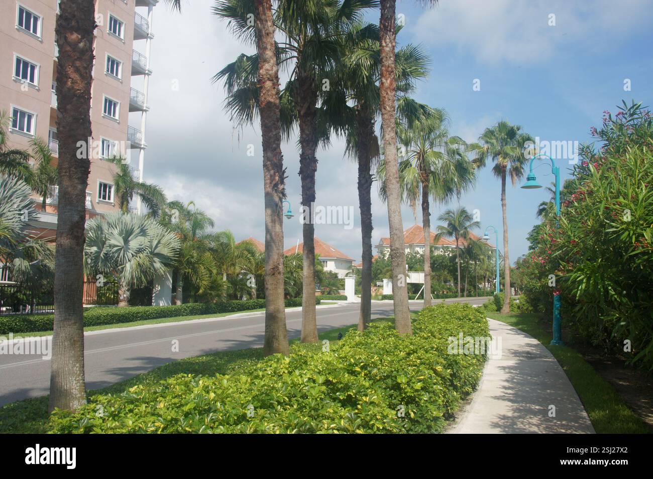 Street scene, buildings line the road, palm trees and hedges border the ...