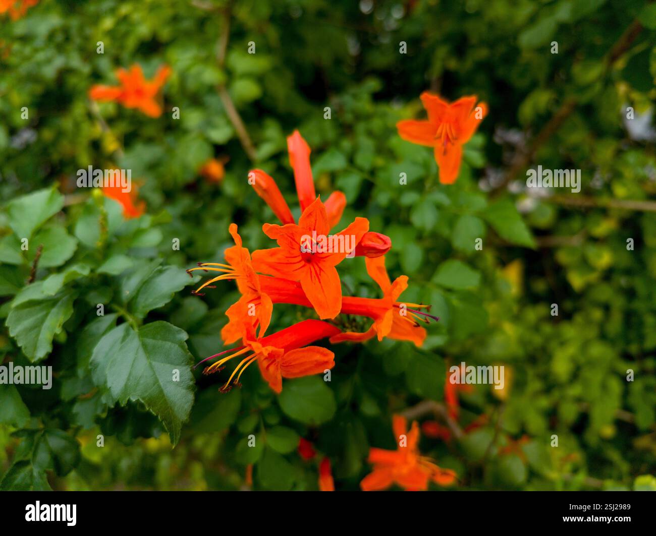 Tecomaria capensis, the Cape honeysuckle Stock Photo - Alamy