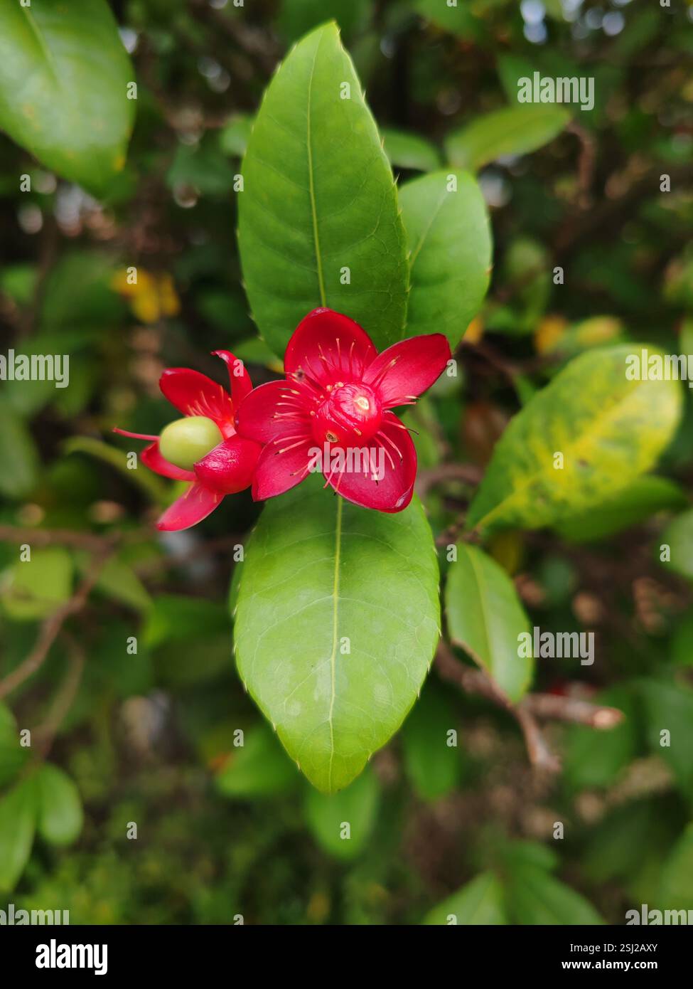 Mickey Mouse plant, Ochna kirkii, The sepals and stamens turn red when ...