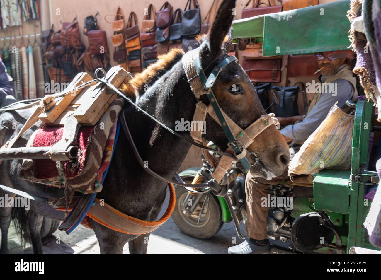 Donkey cart through the Marrakesh market in Morocco. Street life ...