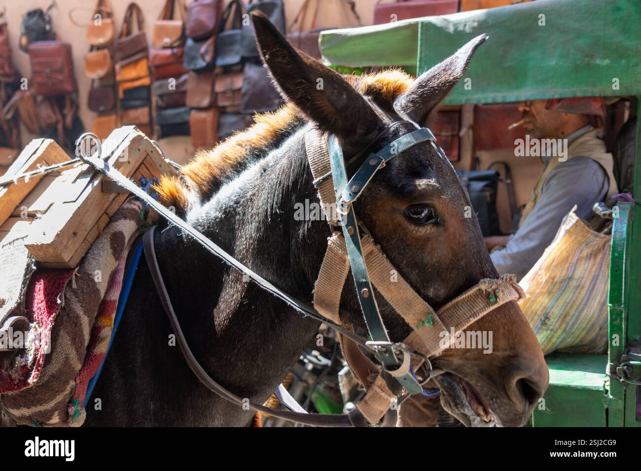 Donkey cart through the Marrakesh market in Morocco. Street life ...
